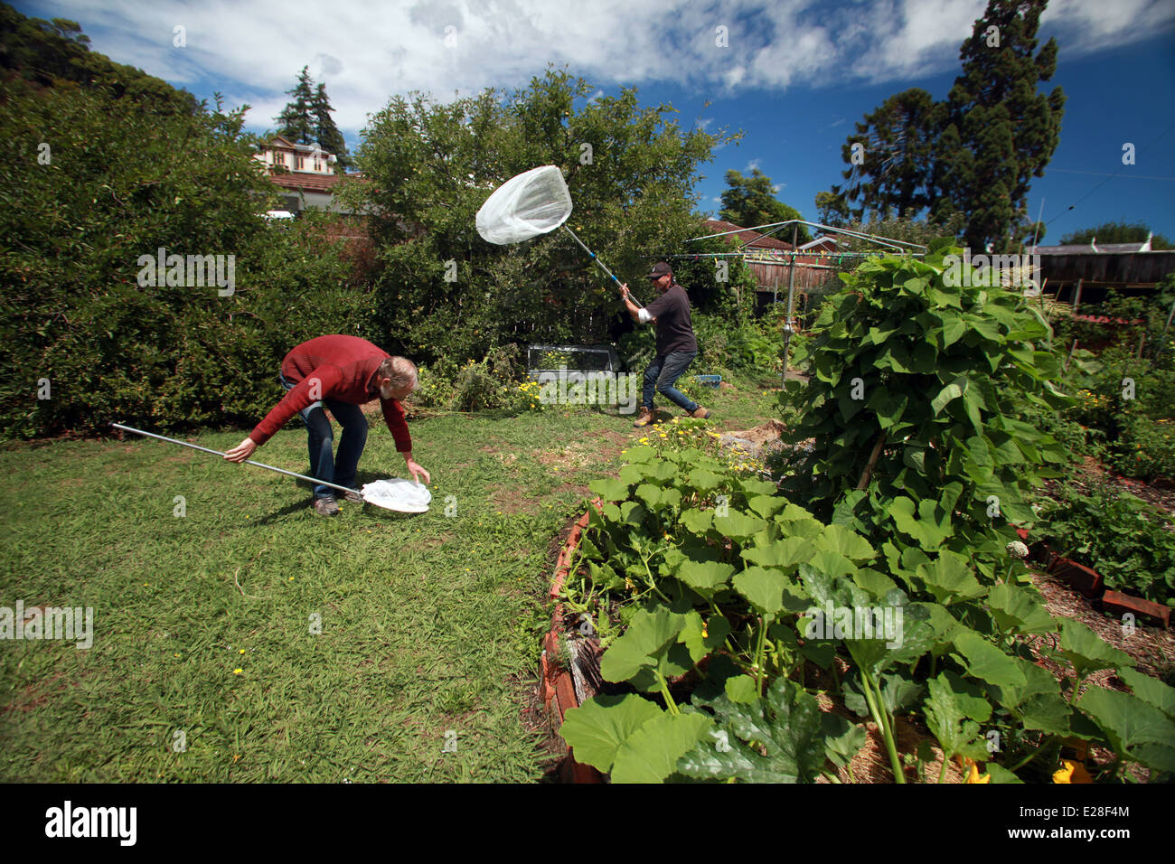 Two men trying to catch butterflies in a back garden in Nelson, New ...