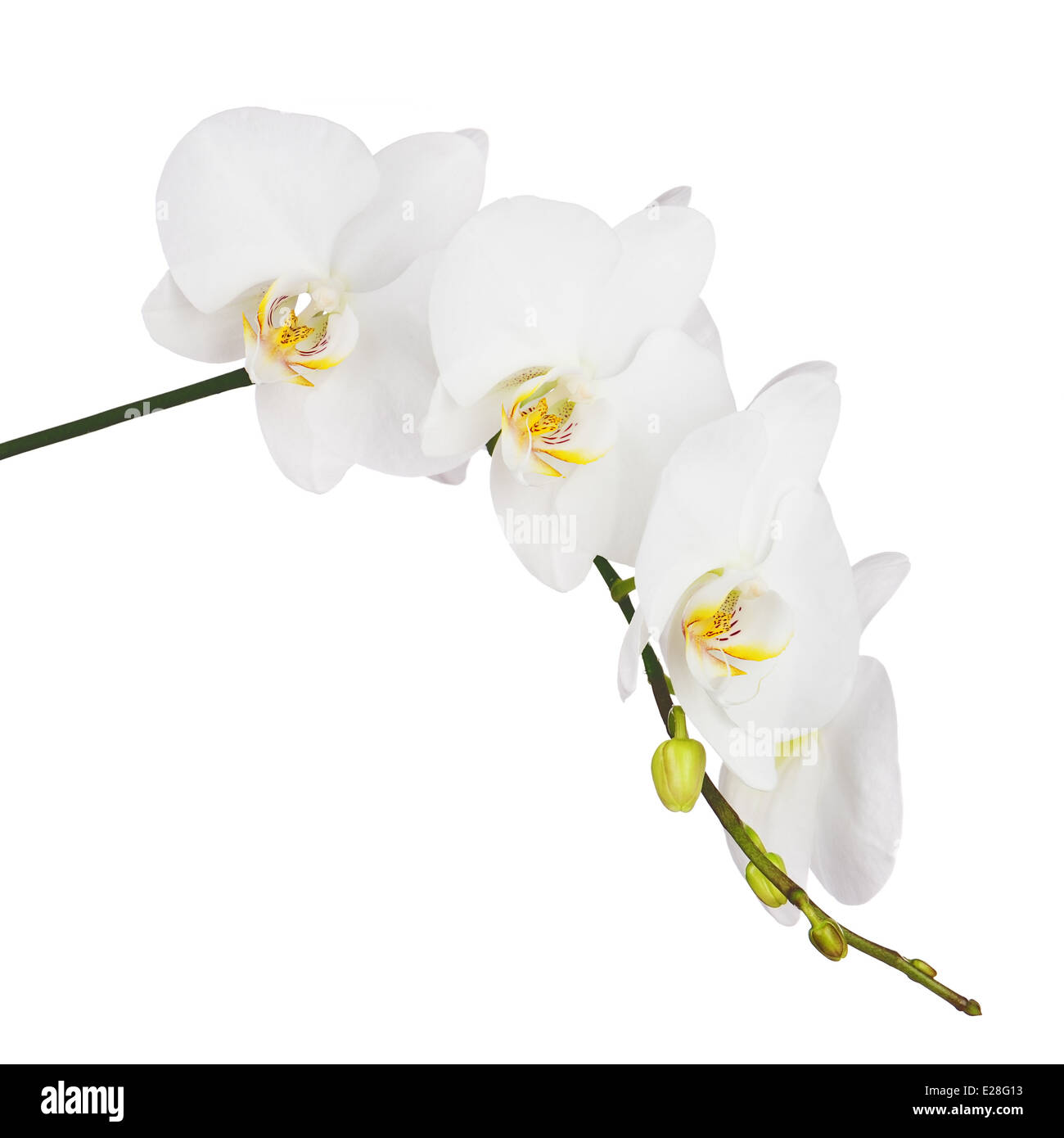 White orchid isolated on white background. Closeup Stock Photo - Alamy