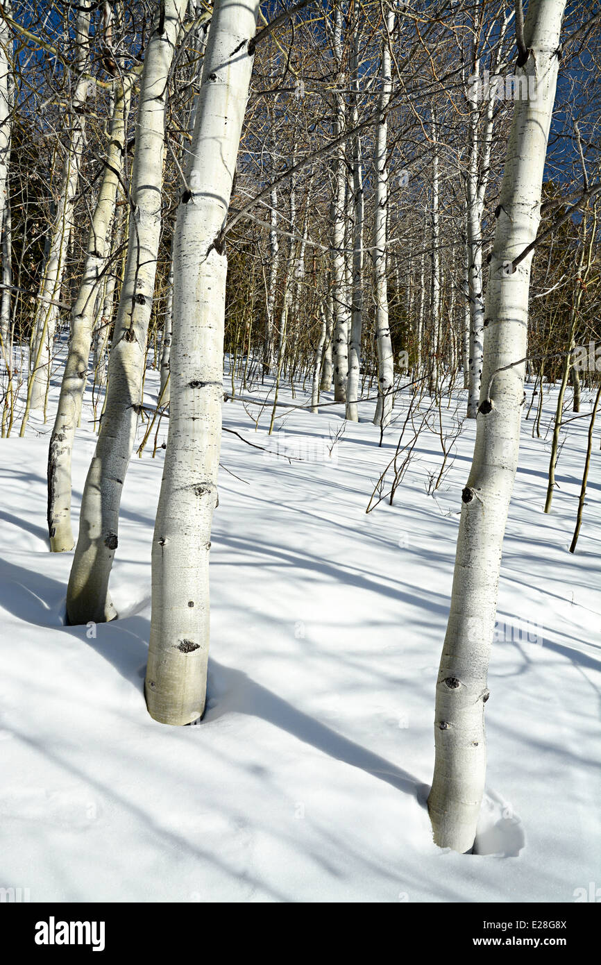 White aspens hi-res stock photography and images - Alamy
