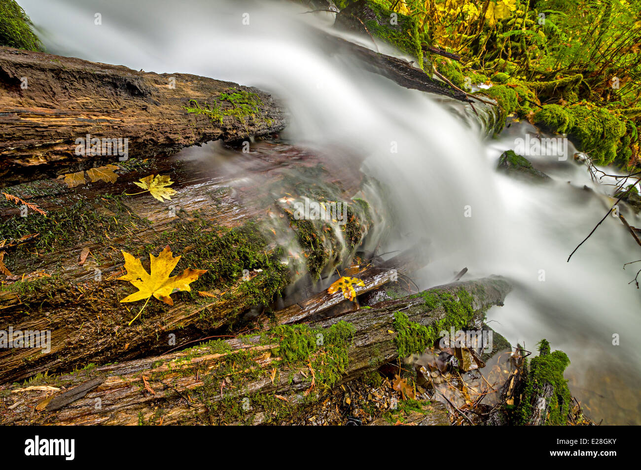 Natural fall plants and slow water Stock Photo - Alamy
