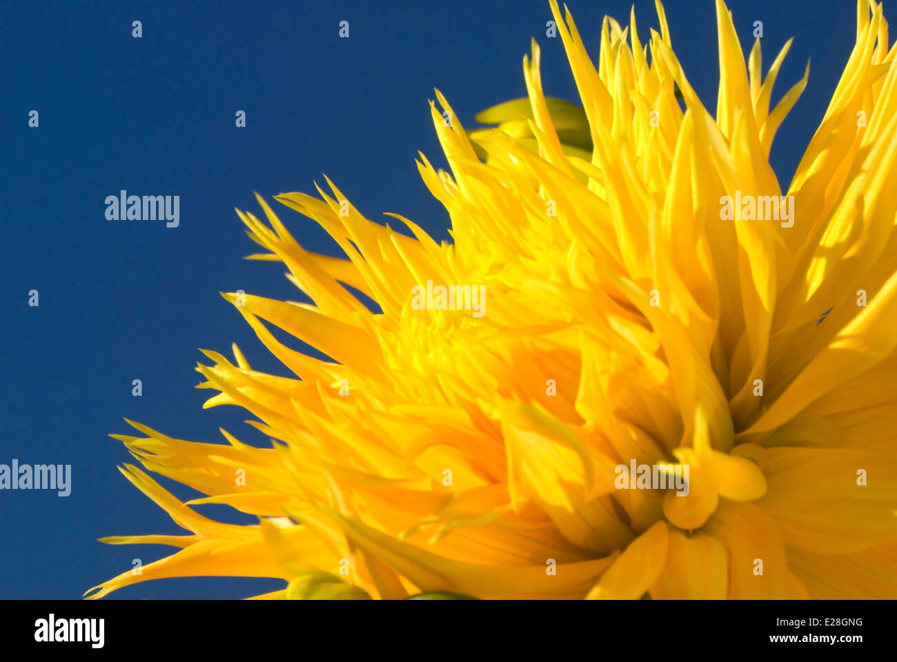 Dahlia encore hi-res stock photography and images - Alamy