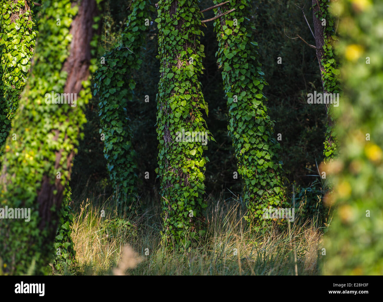 Ivy on trees hi-res stock photography and images - Alamy