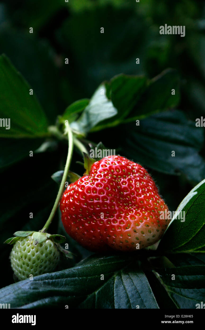 Fresh ripe strawberry on the vine Stock Photo - Alamy