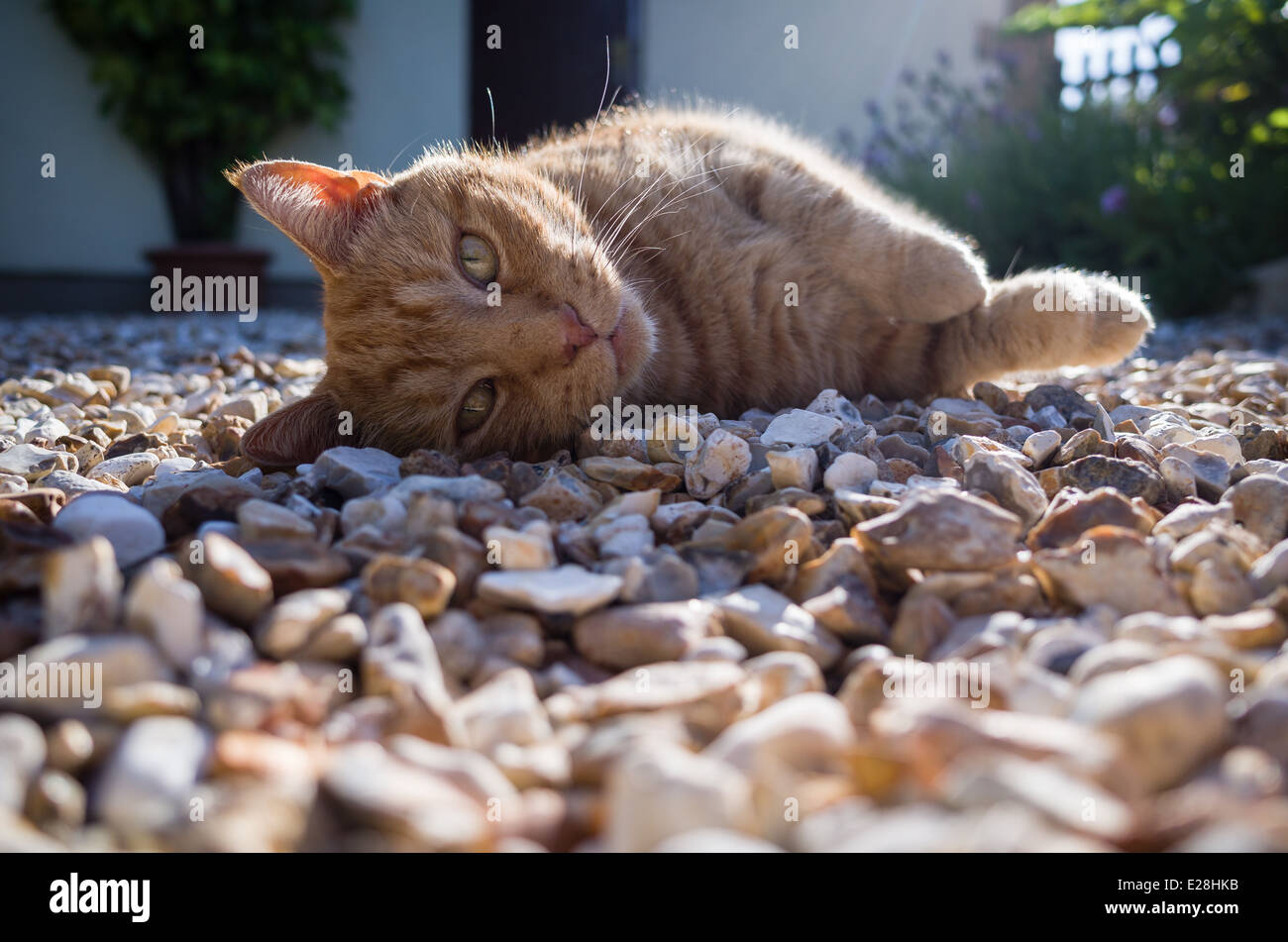 Cat lying in garden taken from a low angle while on Chipping having ...