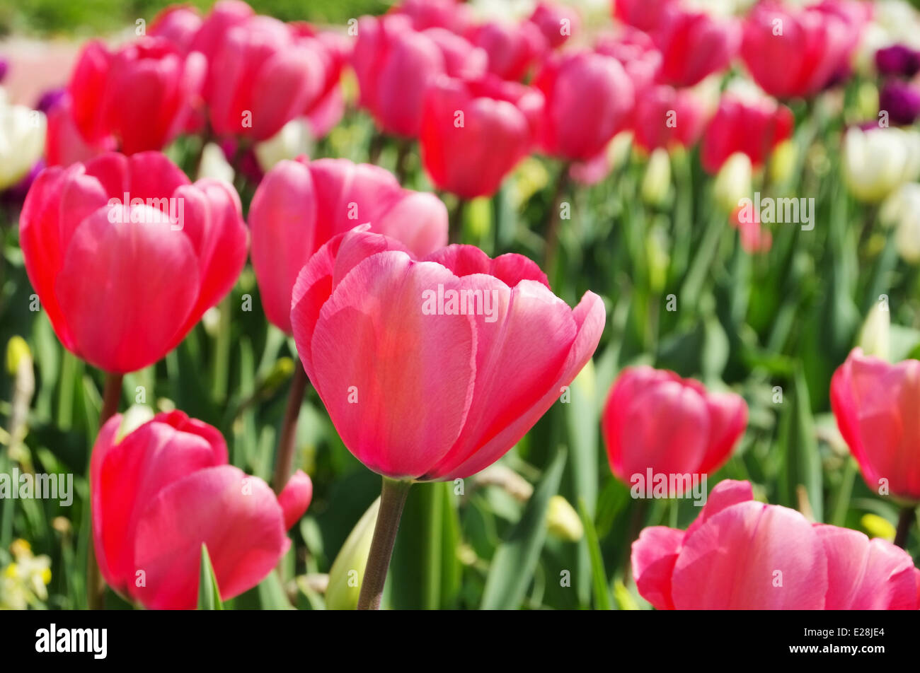 25 plant hi-res stock photography and images - Alamy