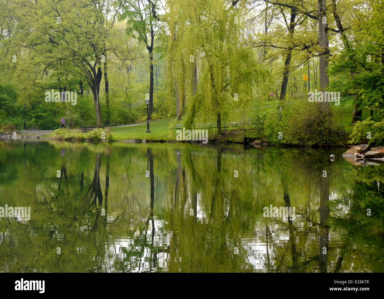 A reflection of trees in water Stock Photo - Alamy