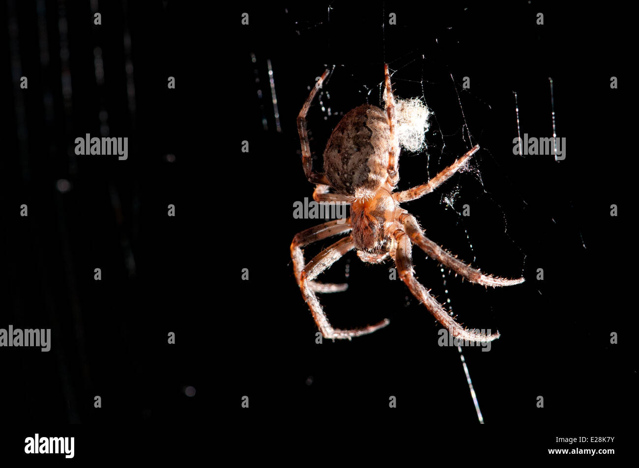 Night web hi-res stock photography and images - Alamy