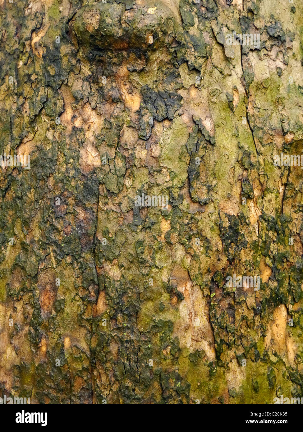A close-up of wet tree bark Stock Photo - Alamy
