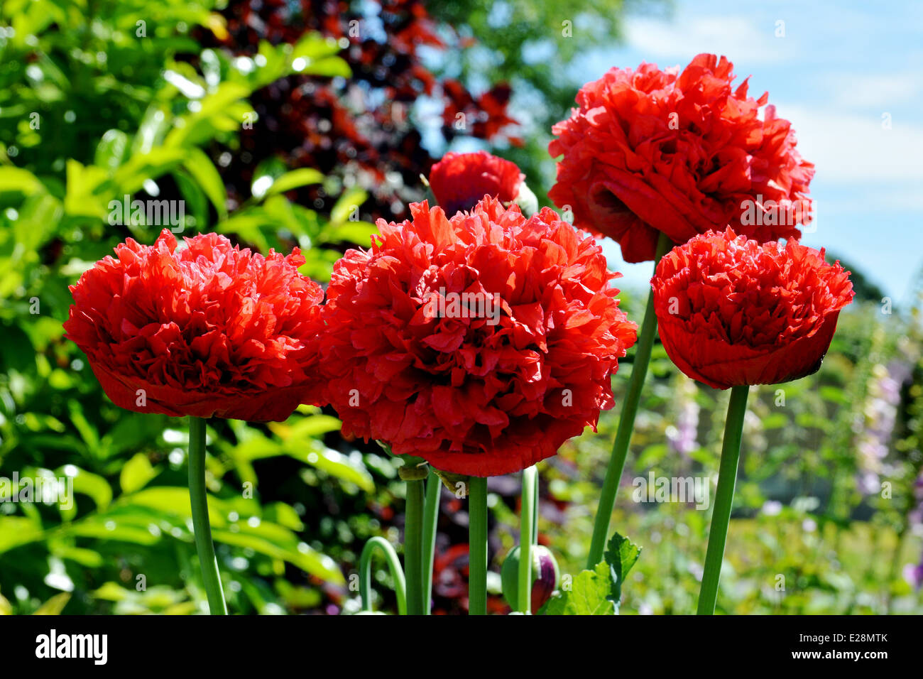 French Poppy High Resolution Stock Photography and Images - Alamy