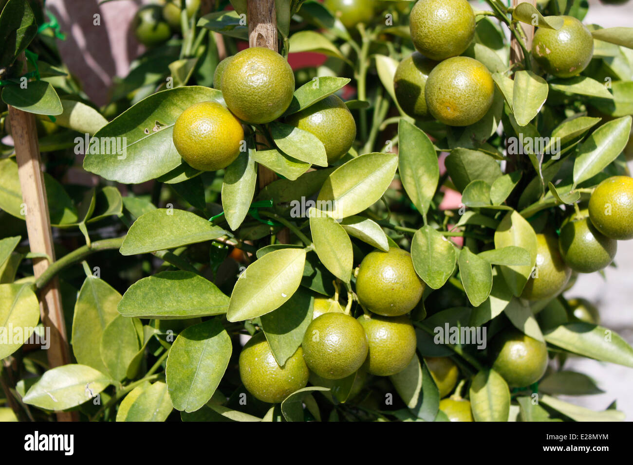 Lemon tree, Kek Lo Si temple, Buddhist temple, Air Itam, Penang ...