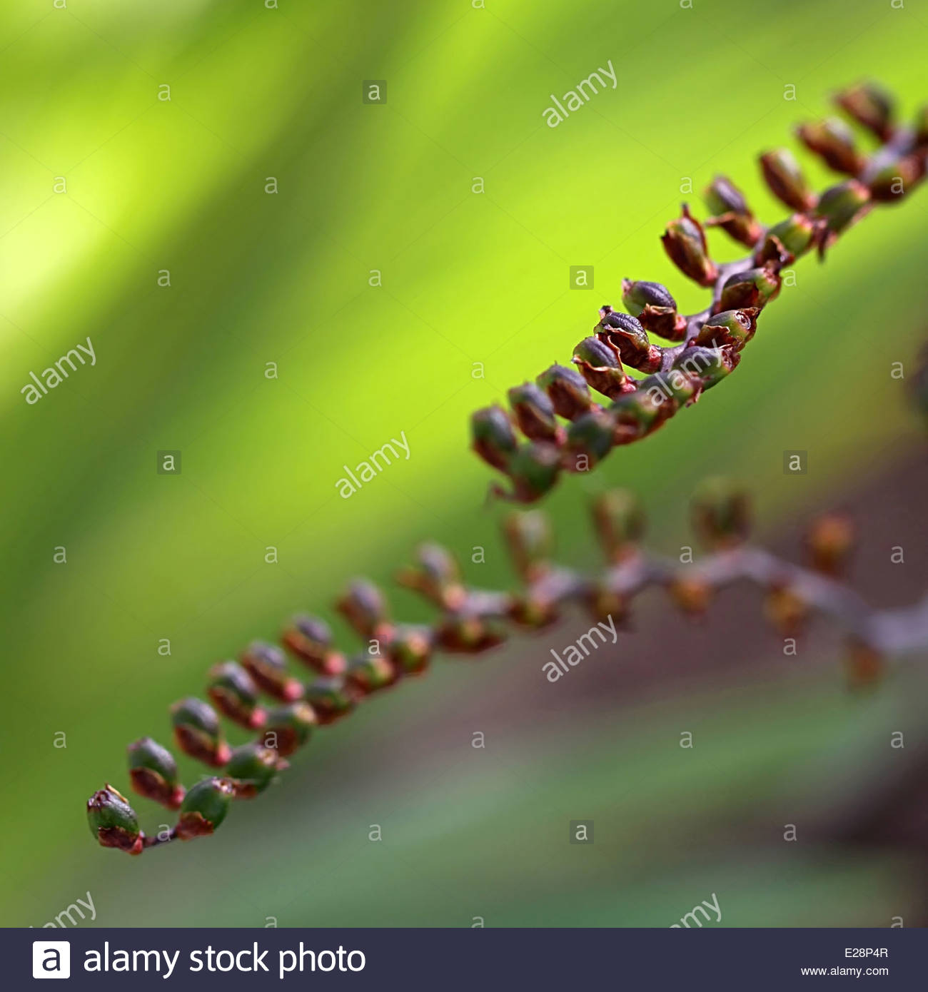 CROCOSMIA (MONTBRETIA) FLOWER SEED PODS, in South West France Stock ...