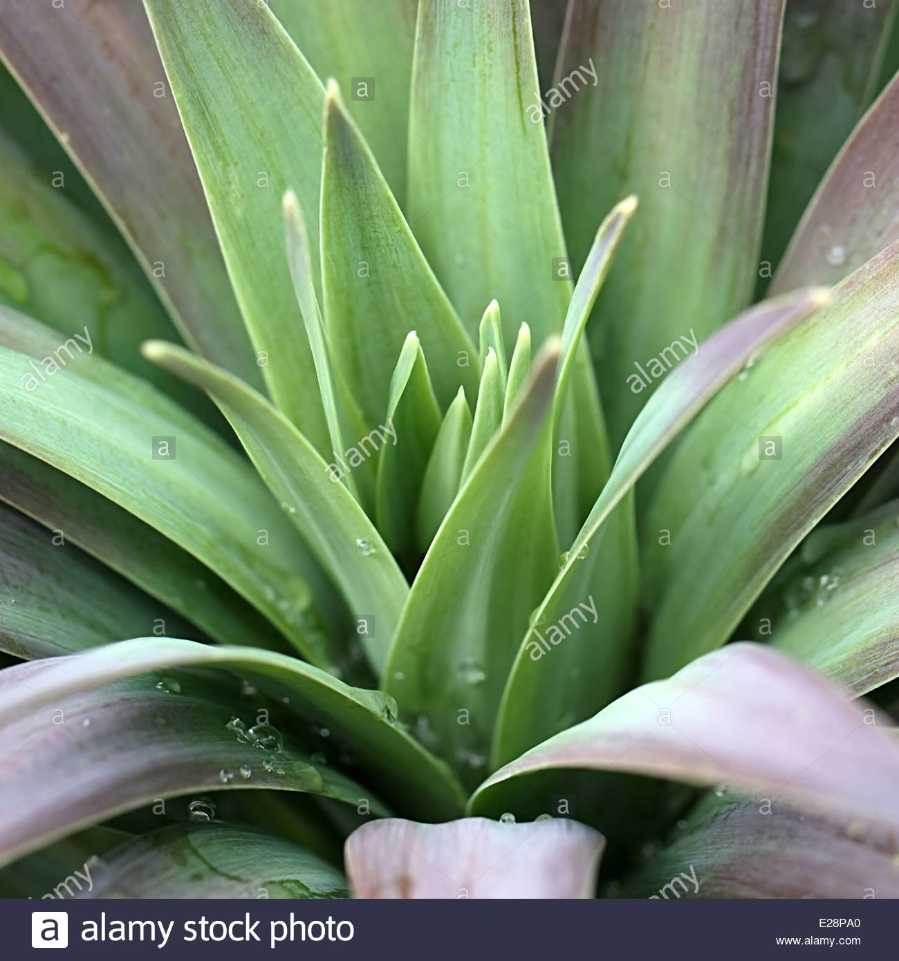 PURPLE ALOE YUCCA, in South West France Stock Photo - Alamy