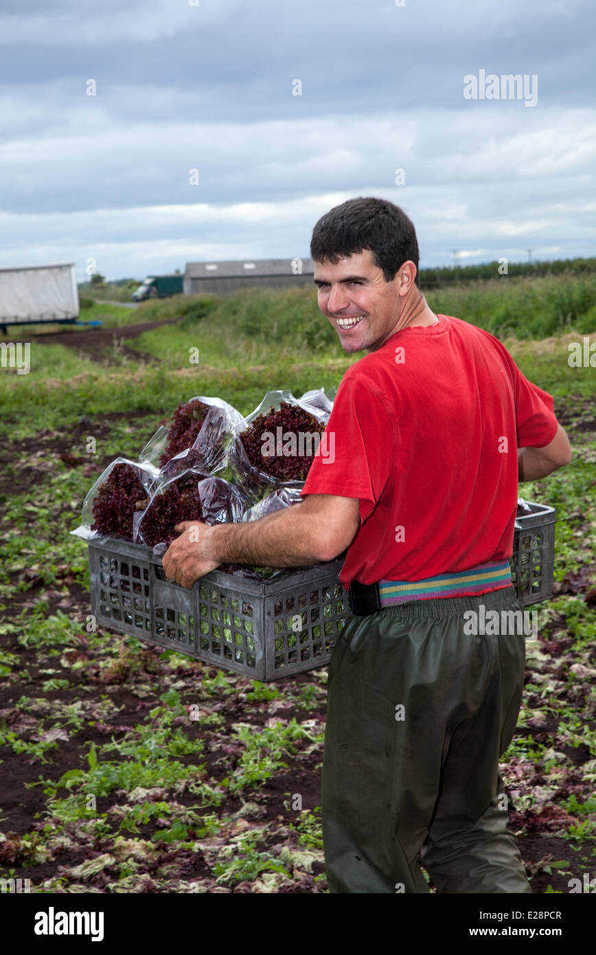 Agricultural labourer england history hi-res stock photography and ...