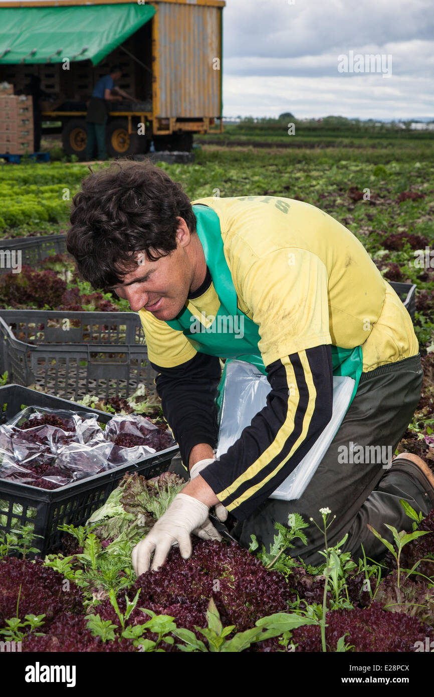 Tarleton, Preston, Lancashire, UK 17th June, 2014. Paulo Rodrigues (MR ...