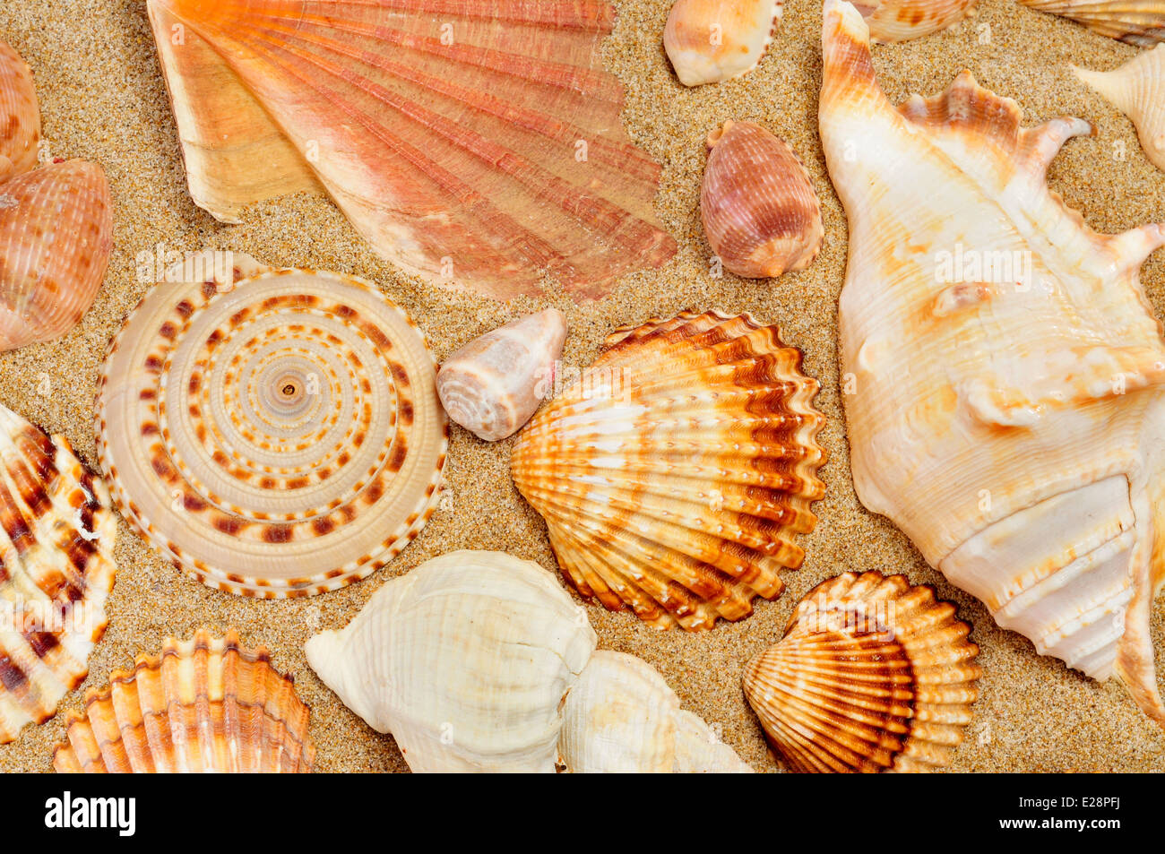 closeup of some seashells on the sand of a beach Stock Photo - Alamy