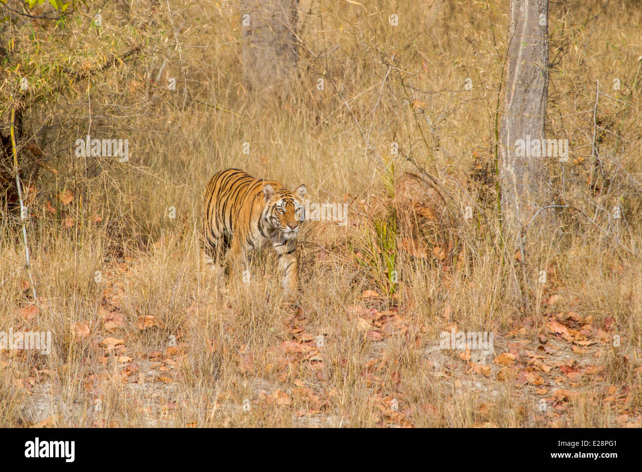 Tiger approaching wild animal hi-res stock photography and images - Alamy
