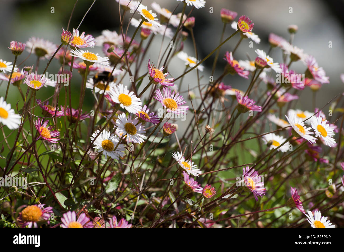 Daisy Bellis perennis Stock Photo - Alamy