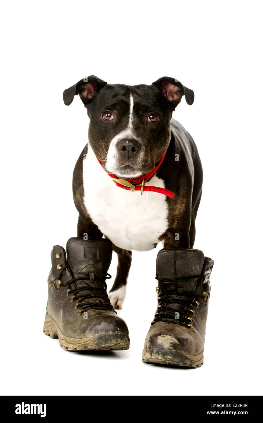 Dog wearing boots hi-res stock photography and images - Alamy