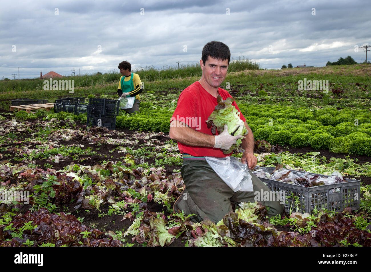 Agricultural labourer england history hi-res stock photography and ...