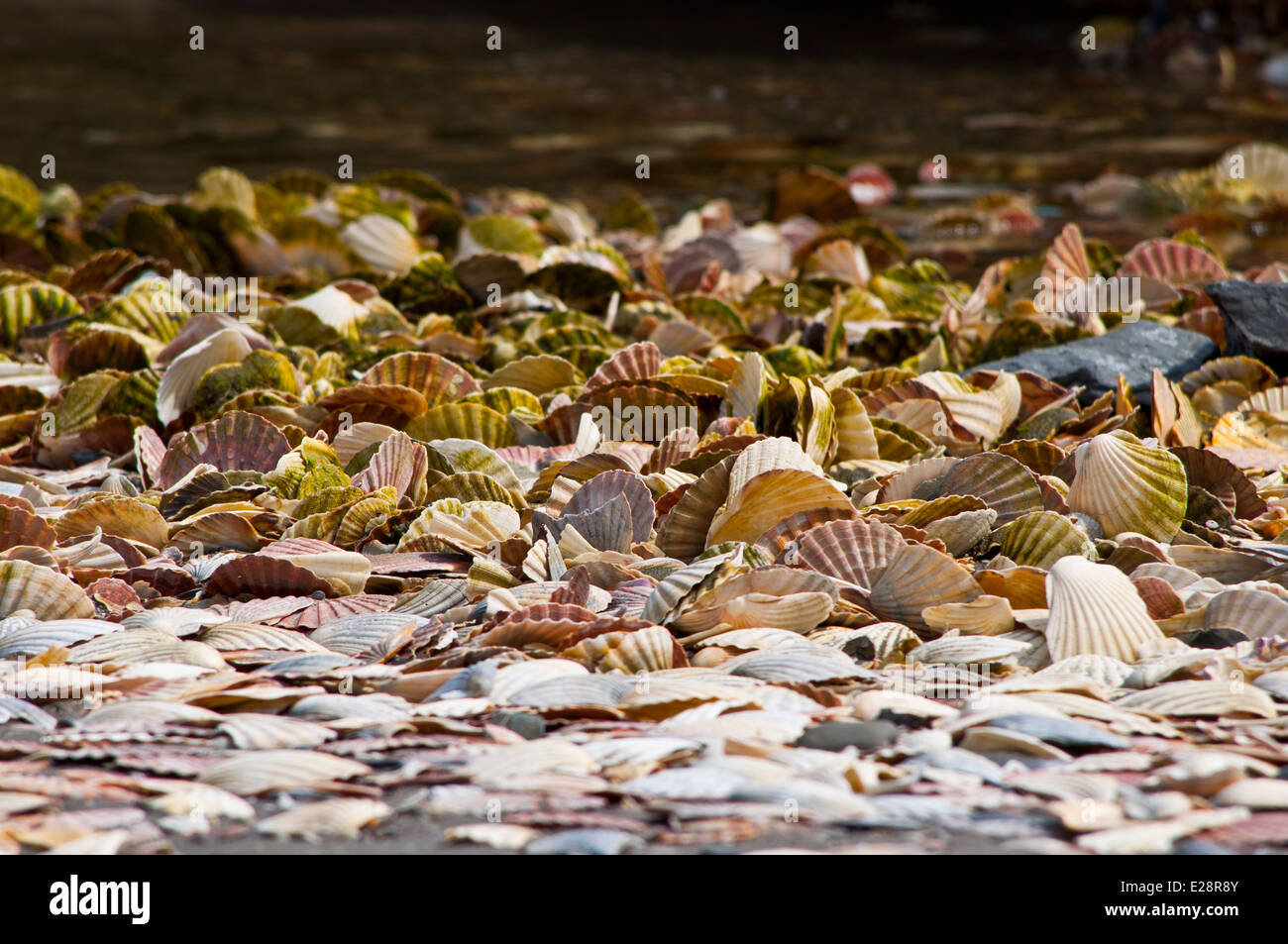 Discarded edible Scallop shells on sea beach with boat wreck Stock ...