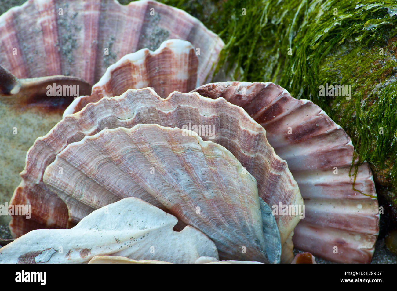 Discarded edible Scallop shells on sea beach with boat wreck Stock ...
