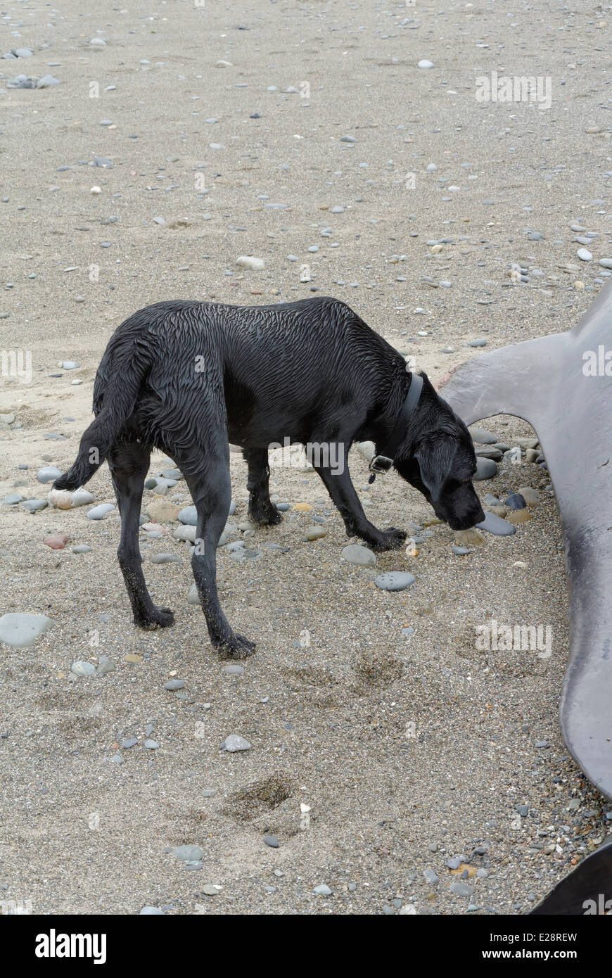 A labrador dog nervously examines the dead body of a stranded ...