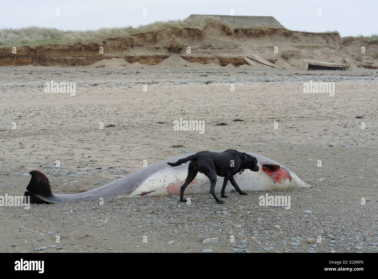 Where Is Labrador Plateau Located