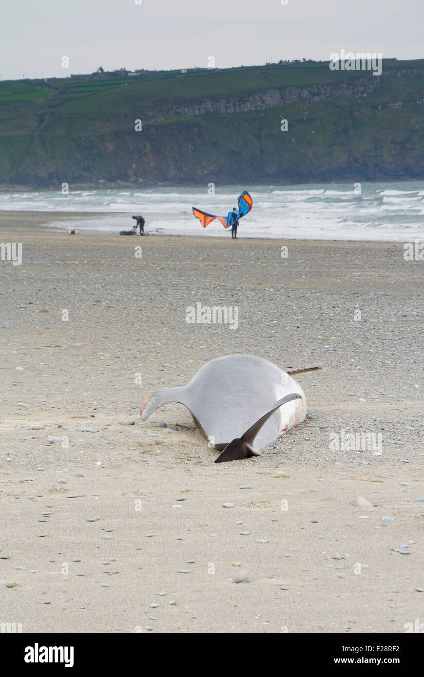 A dead bottlenose dolphin washed up on the night tide Stock Photo - Alamy