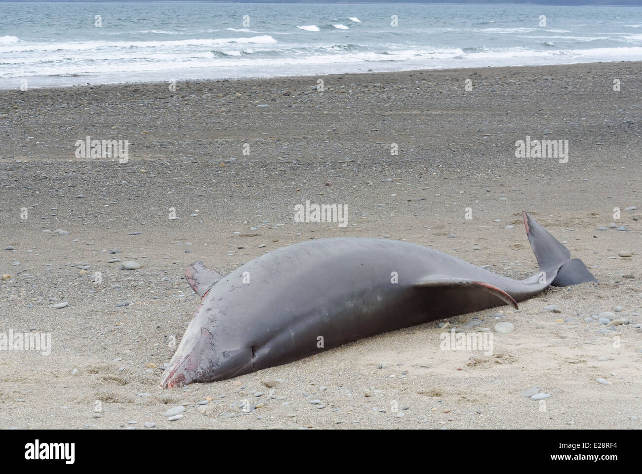 Died dolphin hi-res stock photography and images - Alamy