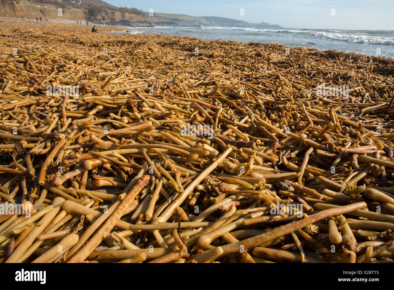 large amount of seaweed swamp the normally sandy Perranuthnoe beach ...