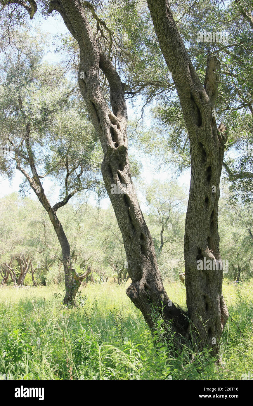 Corfu olive trees hi-res stock photography and images - Alamy
