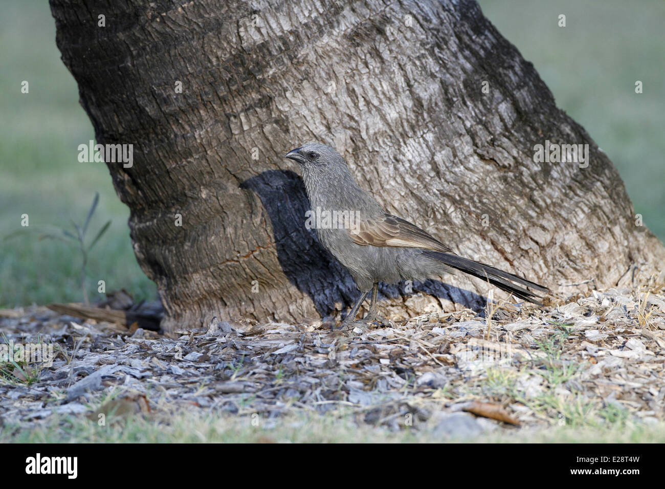 Apostle birds hi-res stock photography and images - Alamy