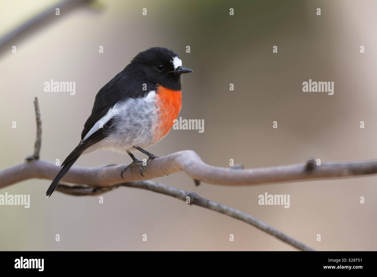 Australian scarlet robin hi-res stock photography and images - Alamy