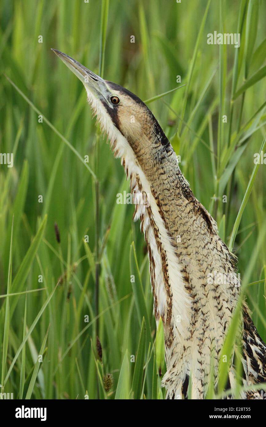 Bittern posture hi-res stock photography and images - Alamy