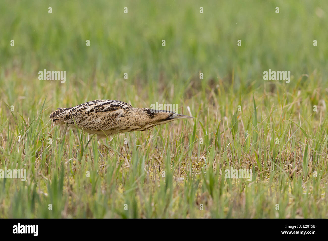 Great Bittern (Botaurus stellaris) adult, walking amongst Yellow Iris ...