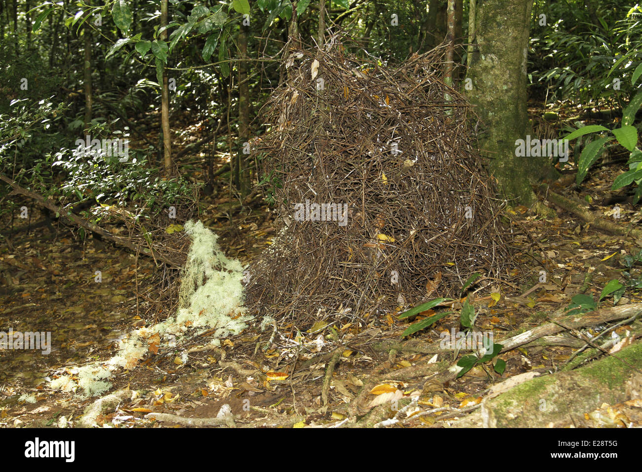 Golden Bowerbird (Prionodura newtoniana) bower structure, Crater Lakes ...