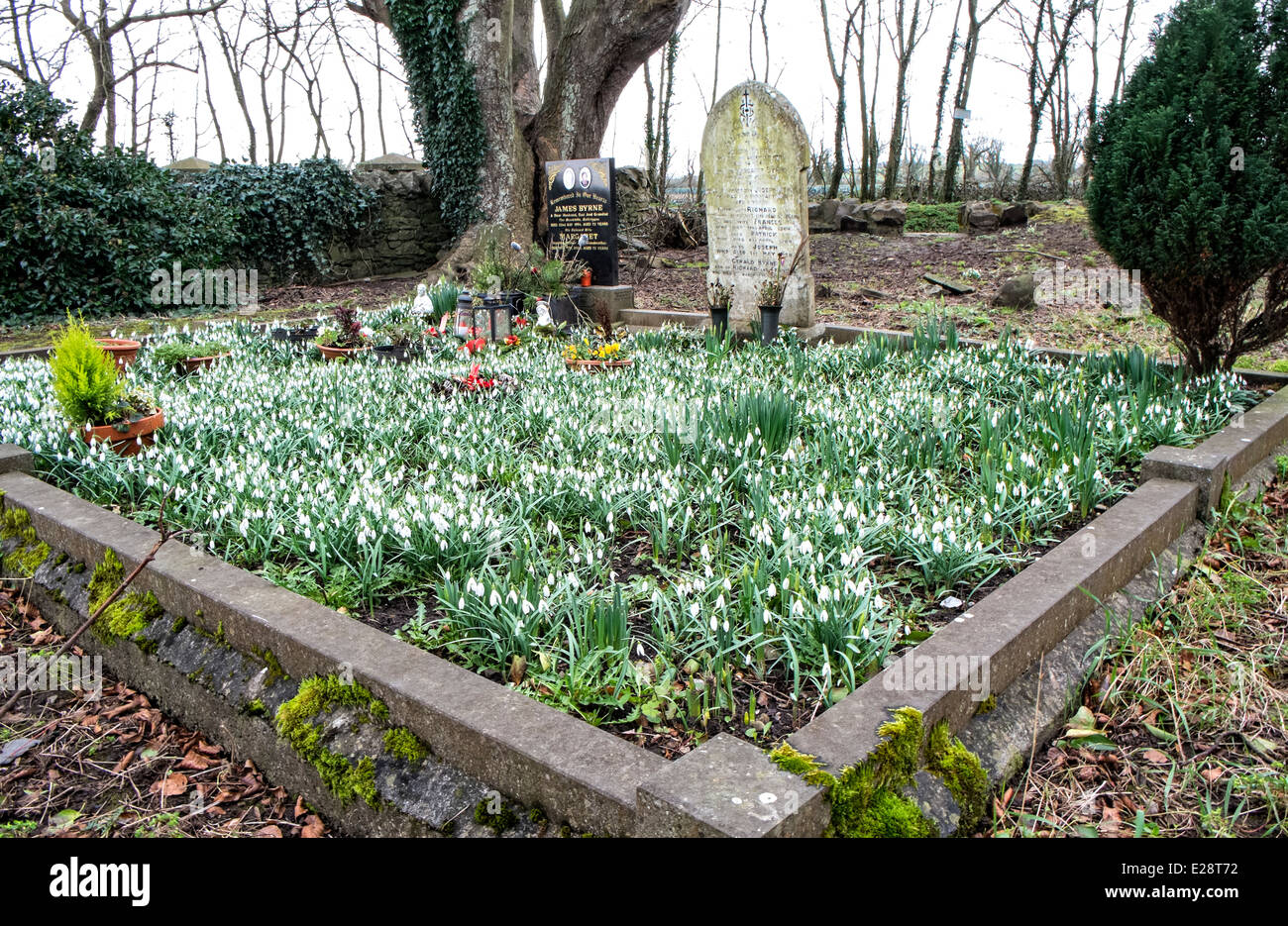Snowdrop in cemetery hi-res stock photography and images - Alamy