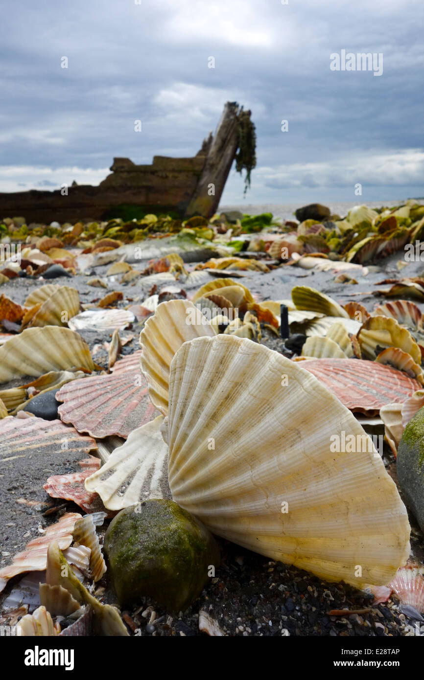 Discarded edible Scallop shells on sea beach with boat wreck Stock ...