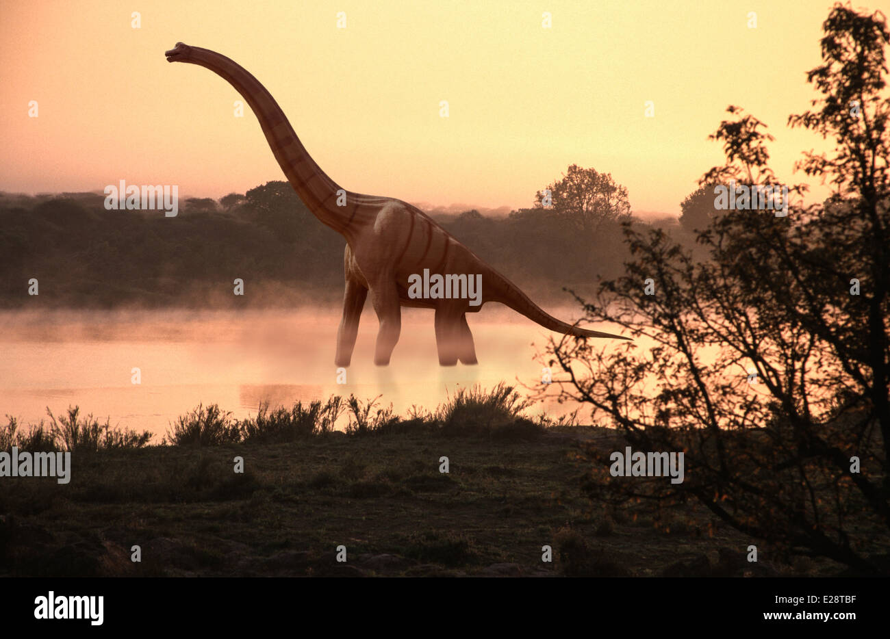 Brachiosauridae hi-res stock photography and images - Alamy