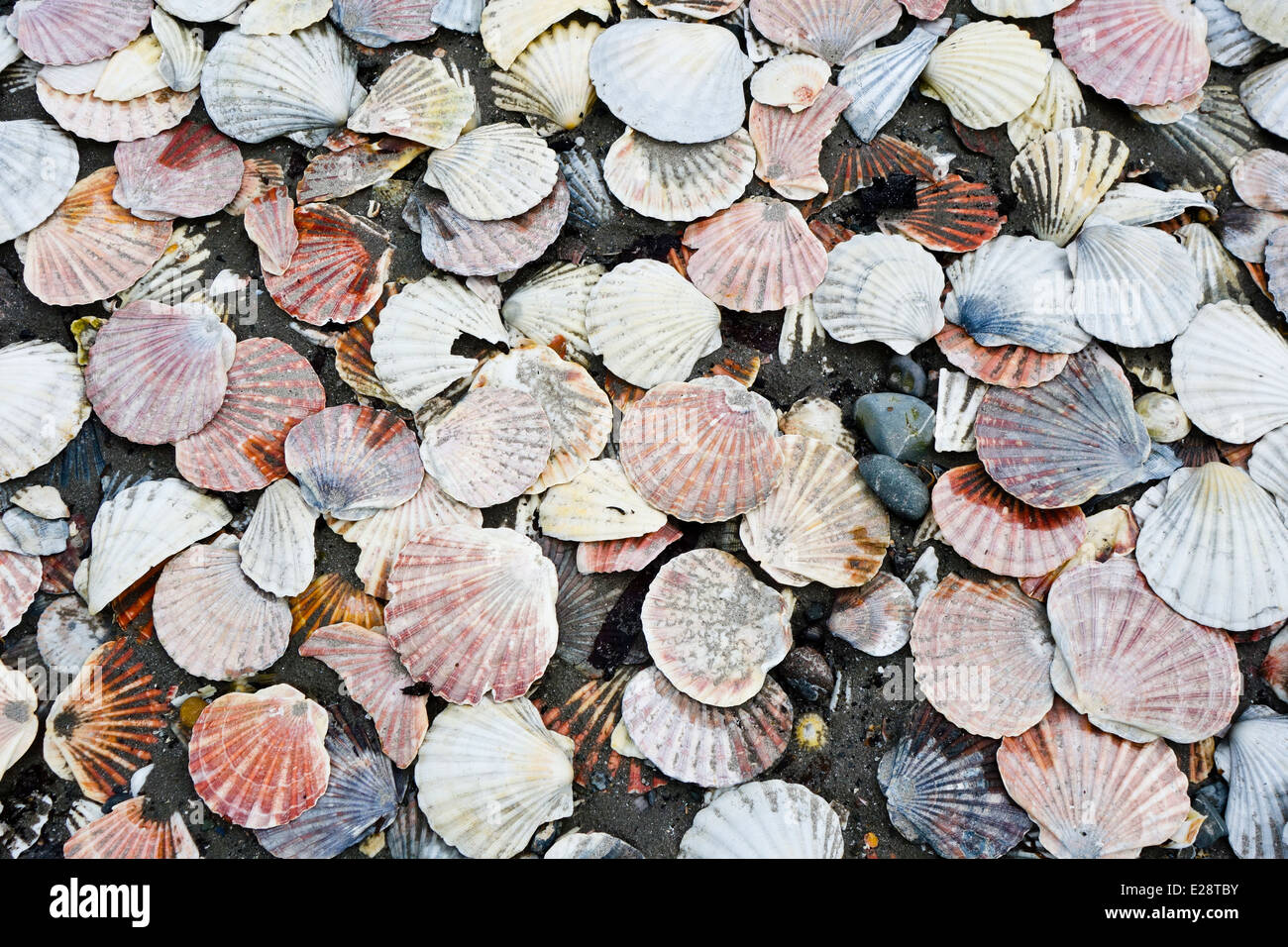 Discarded edible Scallop shells on sea beach with boat wreck Stock ...