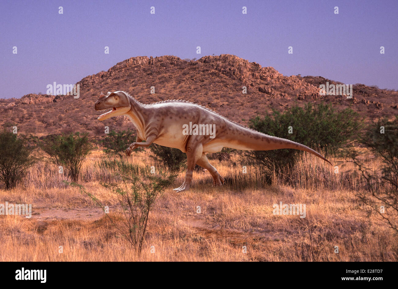 Ceratosaurus ceratosaurus hi-res stock photography and images - Alamy