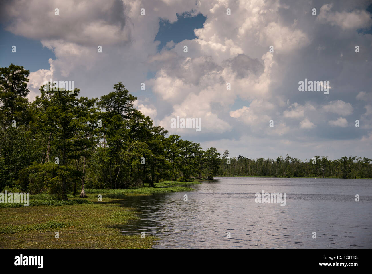Pocosin Lakes National Wildlife Refuge Stock Photo - Alamy