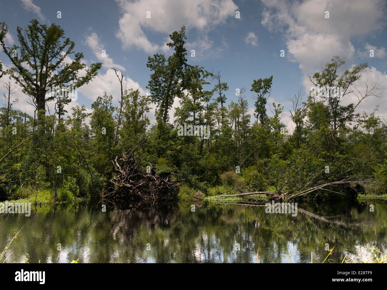 Pocosin Lakes National Wildlife Refuge High Resolution Stock ...