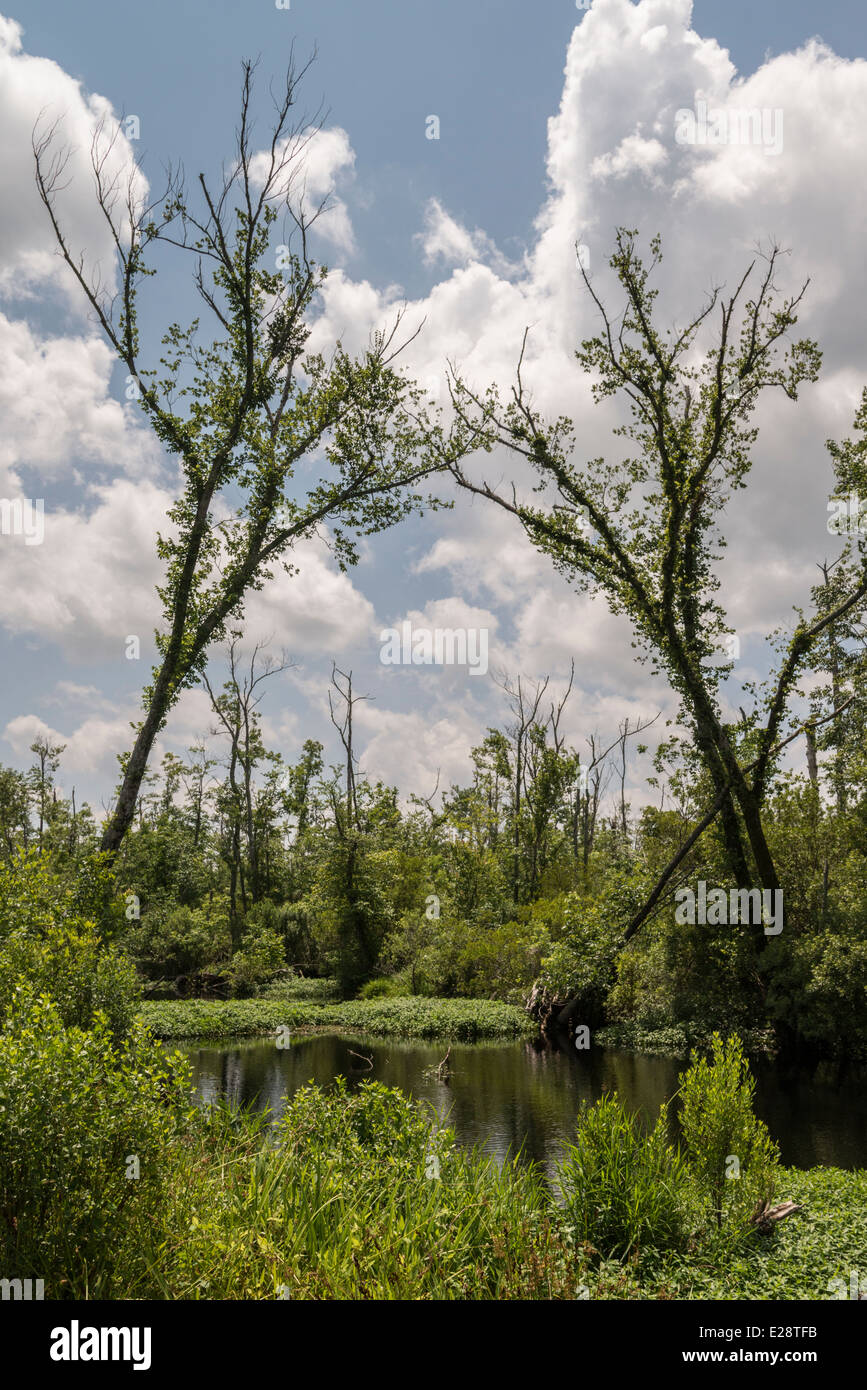 Pocosin lakes national wildlife refuge hi-res stock photography and ...