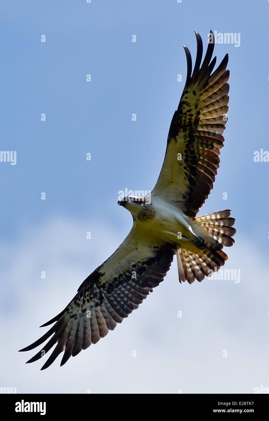 Brandenburg, Germany. 16th June, 2014. An osprey (Pandion haliaetus ...