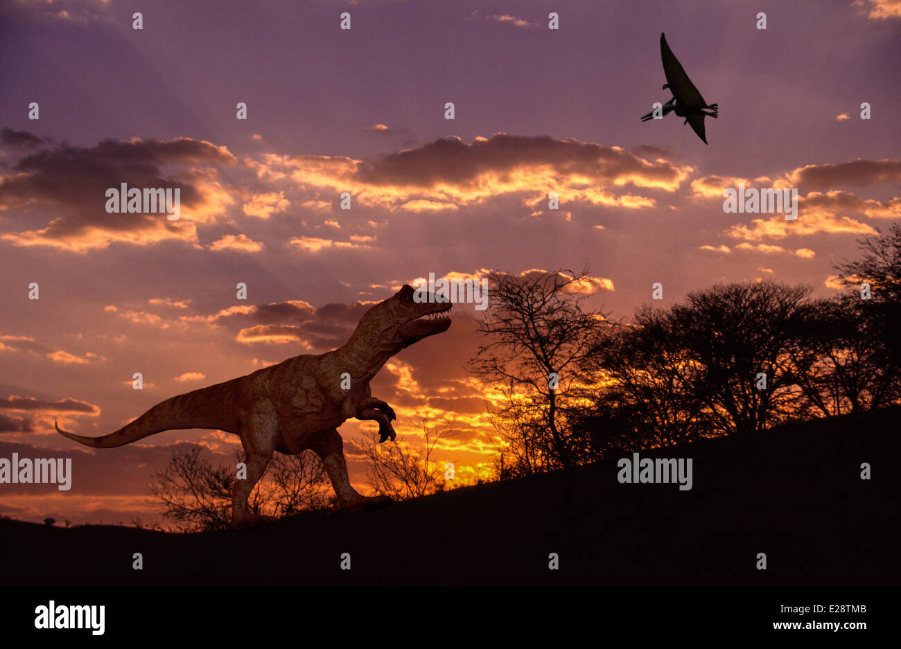 Allosaurus fragilis hi-res stock photography and images - Alamy