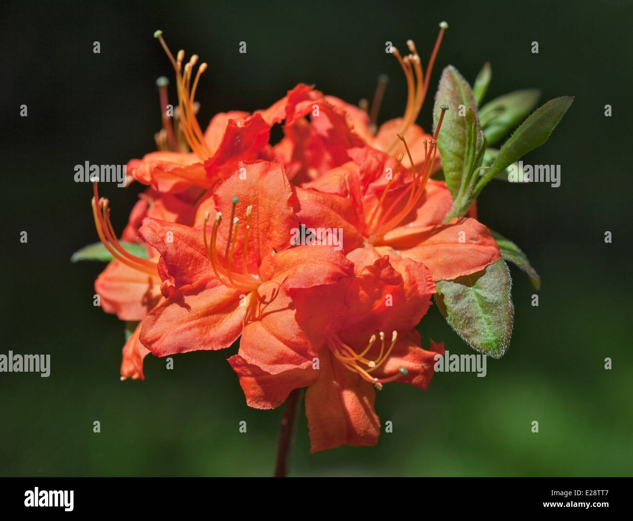 Orange azalea hi-res stock photography and images - Alamy
