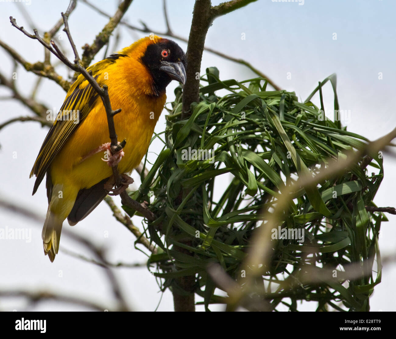 Black headed weavers hi-res stock photography and images - Alamy