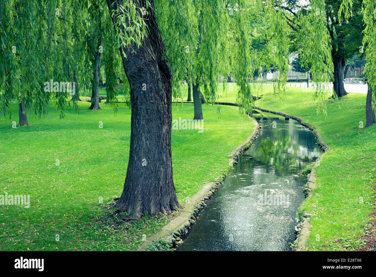 Big willow tree hi-res stock photography and images - Alamy