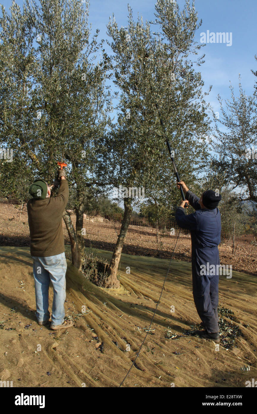 Pig picking hi-res stock photography and images - Alamy